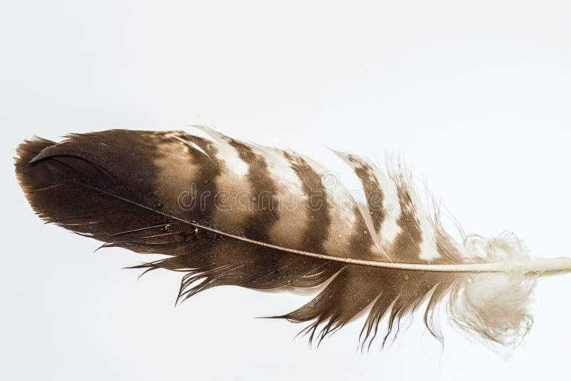 Striped Feather on White Background Stock Image - Image of object ...
