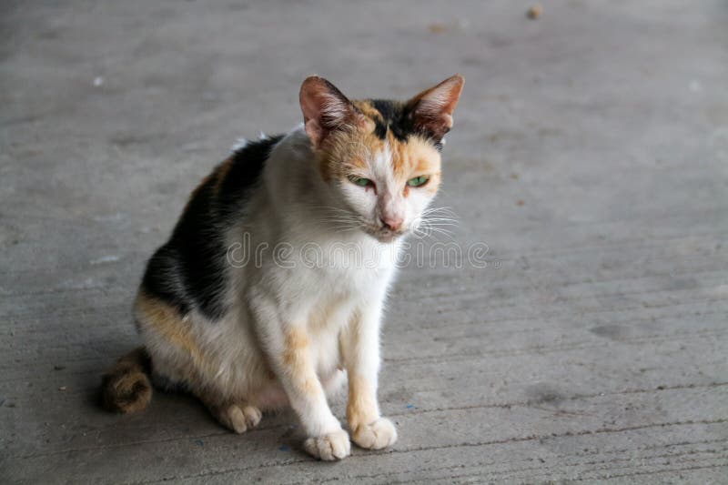 A Striped Female Cat Sitting on a Cement Floor Stock Photo - Image of ...