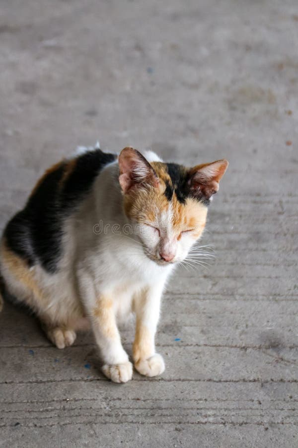 A Striped Female Cat Sitting on a Cement Floor Stock Photo - Image of ...
