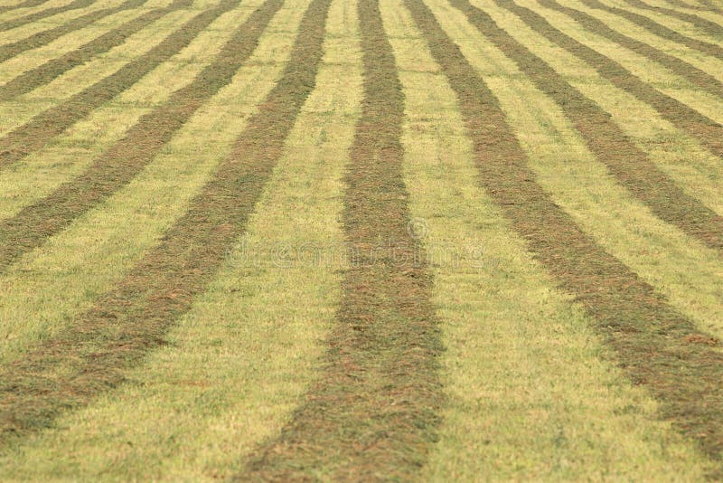 Striped field stock image. Image of farming, harvest - 23161095