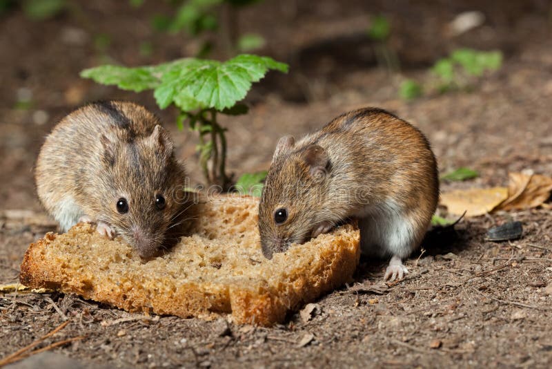 Striped Field Mouse, Apodemus Agrarius Stock Photo - Image of lunch ...