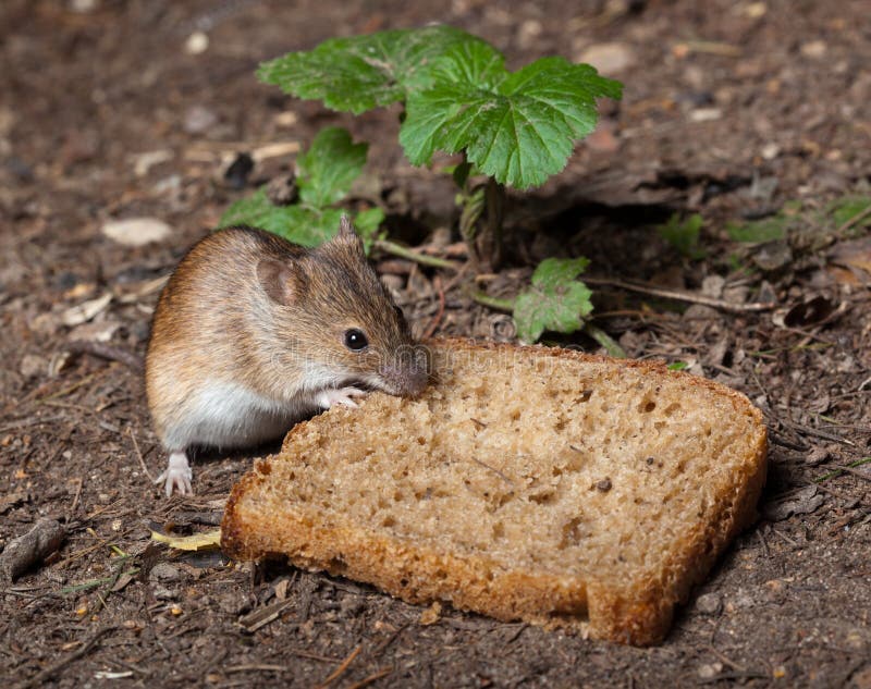Striped Field Mouse, Apodemus Agrarius Stock Photo - Image of lunch ...