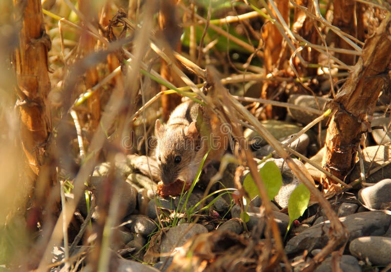 Striped field mouse stock photo. Image of adorable, hungry - 130838558