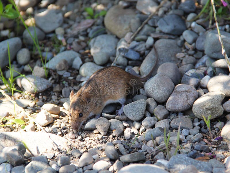 217 Striped Field Mouse Stock Photos - Free & Royalty-Free Stock Photos ...