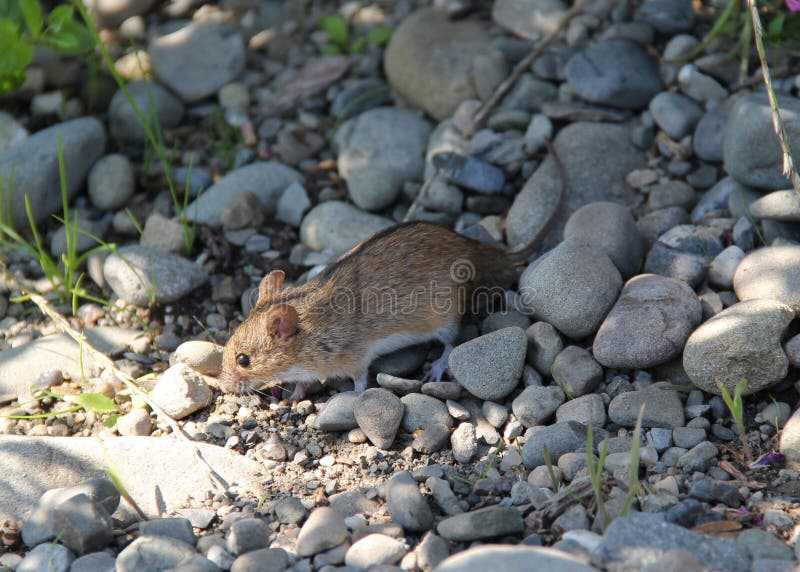 Striped field mouse stock image. Image of small, shaggy - 130838997