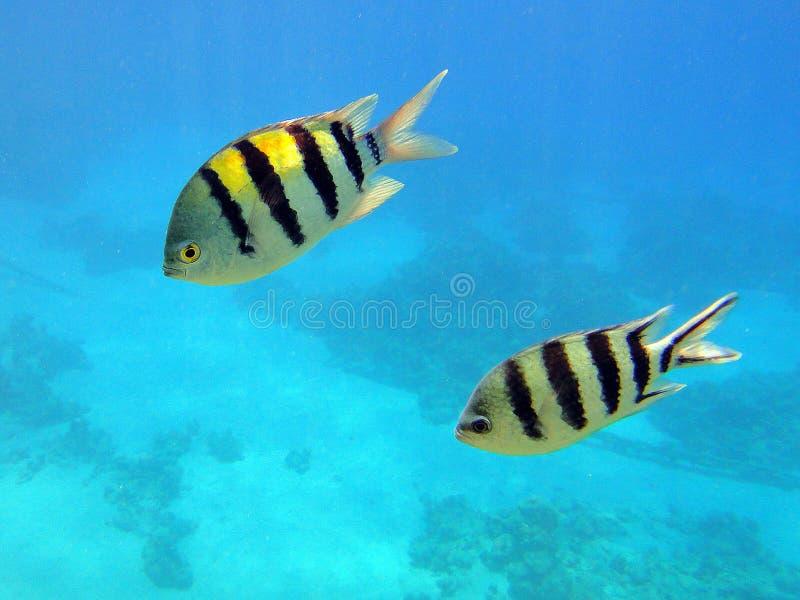 Striped fish stock photo. Image of sheikh, egypt, coast - 20686942