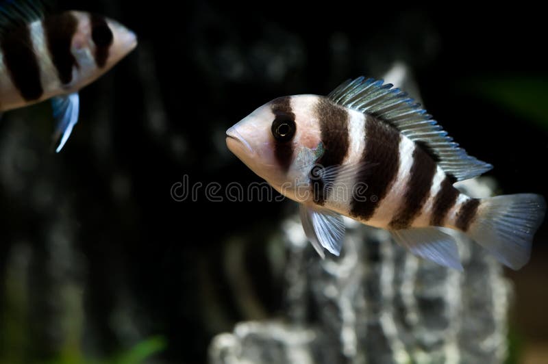 Striped fish stock image. Image of colored, decorative - 6362123