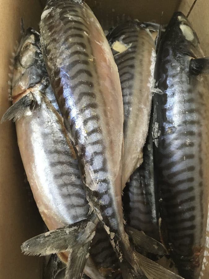 Large fresh mackerel fish stock photo. Image of buyers - 163304820