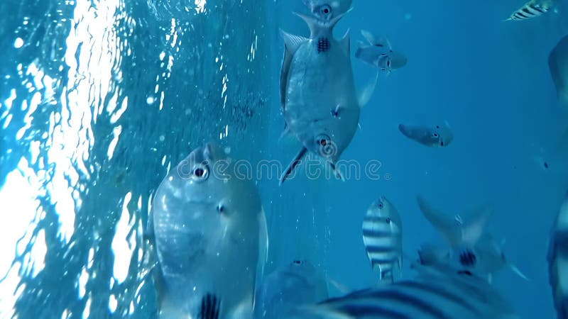 Striped Fish Gliding in Blue Ocean Waters with Subtle Motion Blur and ...