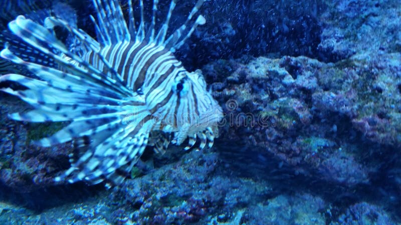 Striped Fish Moving through the Water Stock Photo - Image of fish ...