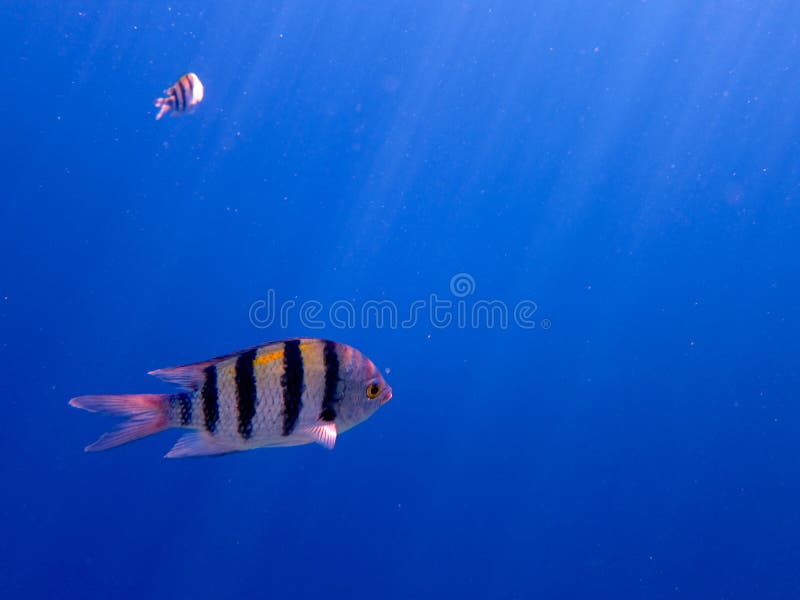 Striped Fish in the Red Sea. Stock Image - Image of beauty, coral ...