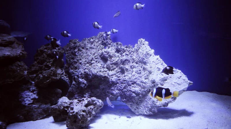 The Striped Fish Swims in the Water at the Bottom. Stock Video - Video ...