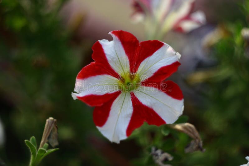 Striped Flower stock photo. Image of summer, zoom, spring - 97837000