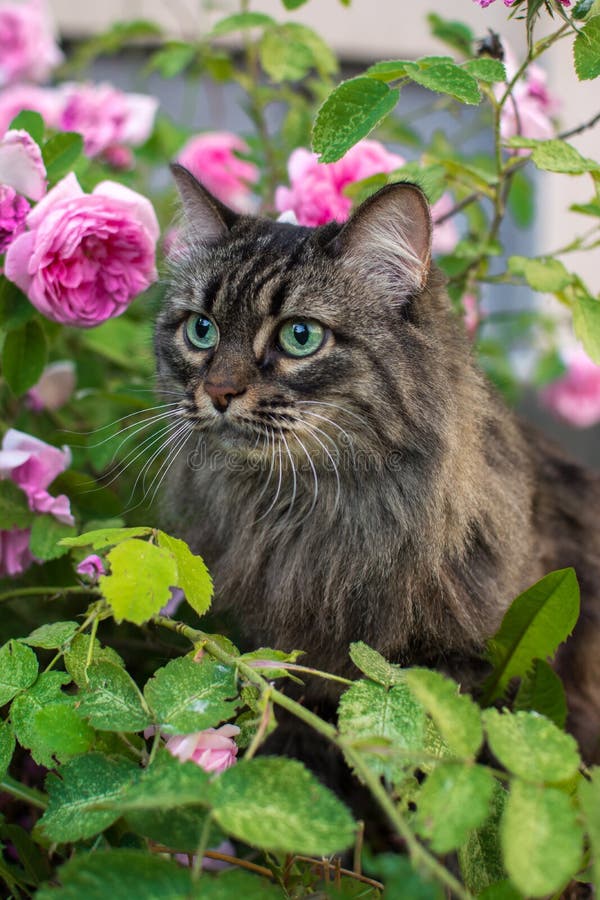 Striped Fluffy Cute Cat Walking in Wild Rose Bushes Stock Photo - Image ...