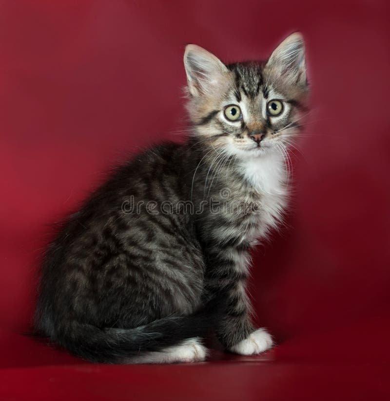 Striped Fluffy Kitten Looking Up Stock Image - Image of lovely, small ...