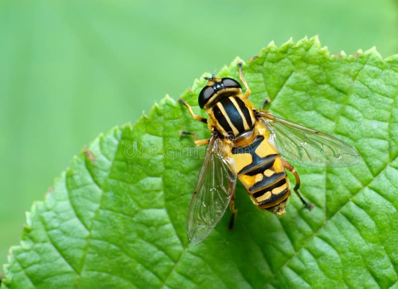 Striped Fly (Syrfidae) on a Leaf. Stock Image - Image of natures ...
