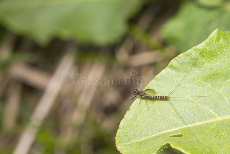 A Striped Fly with Three Tails Sits on a Green Leaf Stock Photo - Image ...
