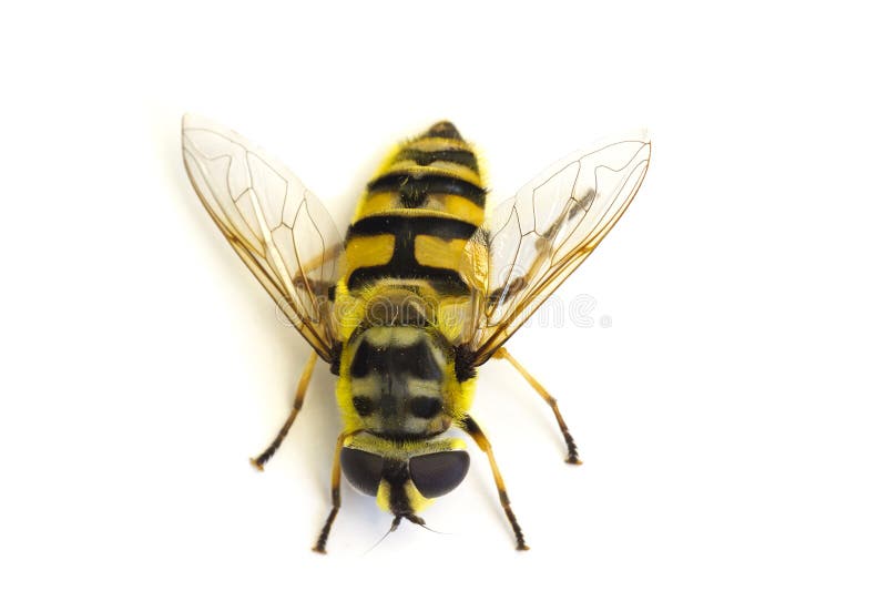 Striped fly stock photo. Image of biology, closeup, yellow - 33706558