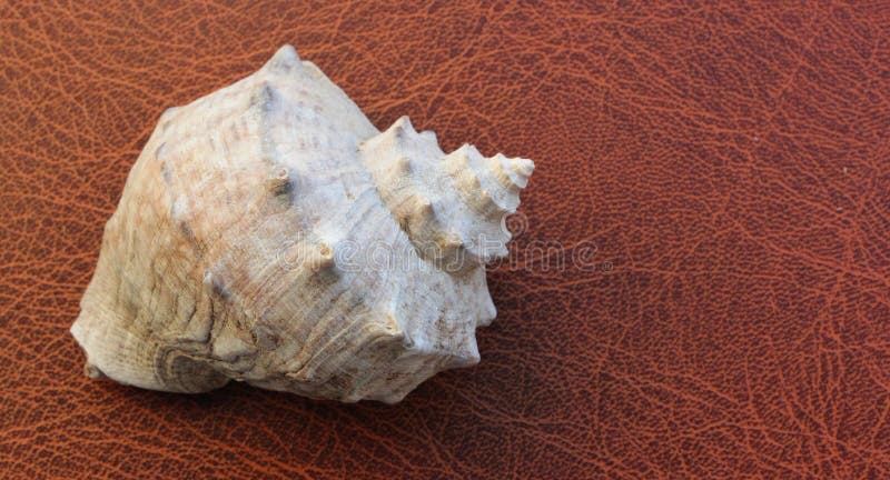 Striped Fox Seashell Lying on Natural Leather Upholstery Stock Photo ...