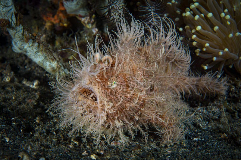 Frogfish (Antennarius Commerson) Stock Photo - Image of marine, animal ...