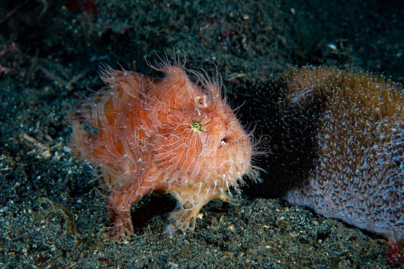Striped Frogfish Antennarius Striatus Stock Photo - Image of location ...