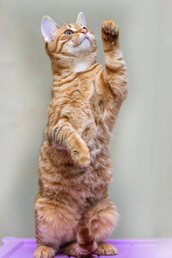 Striped Ginger Cat Standing on Its Hind Legs Stock Image - Image of ...
