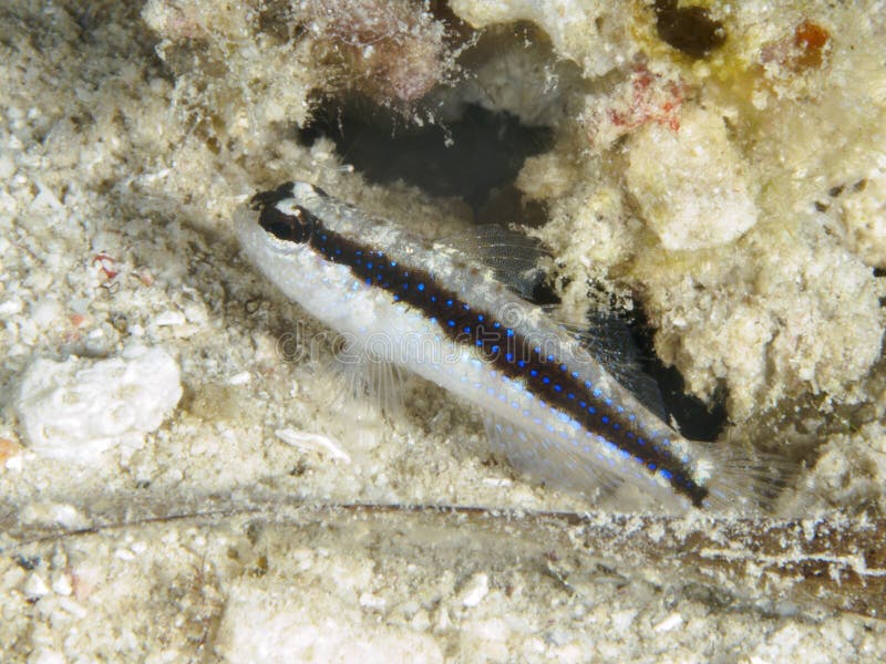 Striped Goby stock photo. Image of asterropteryx, fish - 158370176