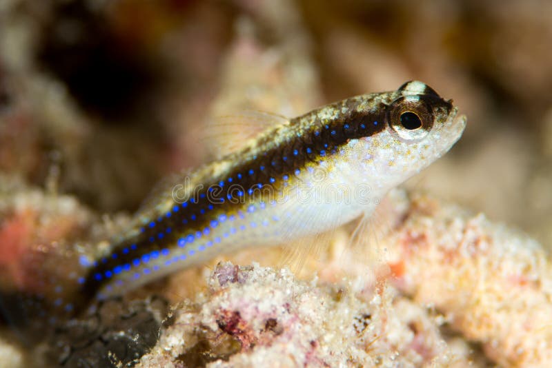 Striped goby fish stock photo. Image of ampat, blue - 220893134