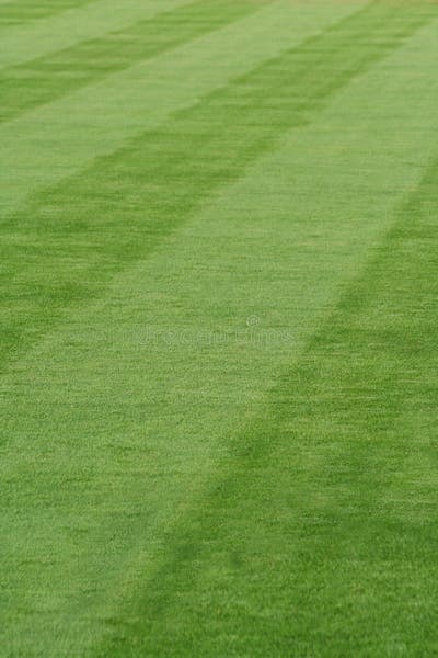 Striped grass stock photo. Image of lawn, rows, plant - 10255232