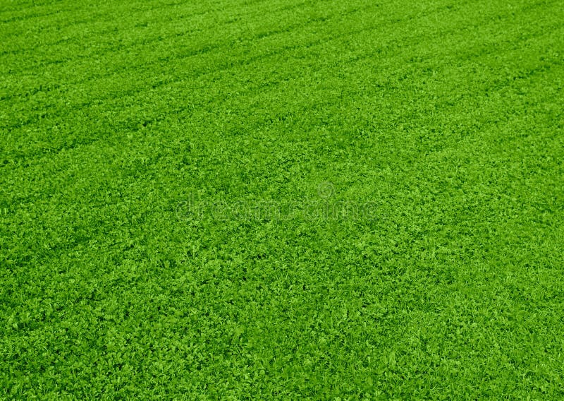 Striped grass stock photo. Image of surface, soil, plane - 10471534