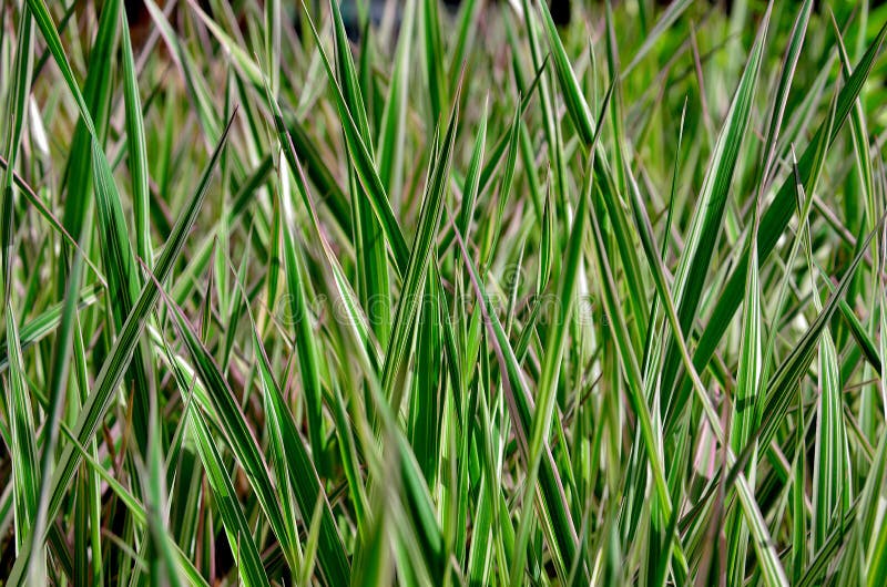 Striped Grass Ornamental Garden Stock Image - Image of ornamental, kent ...