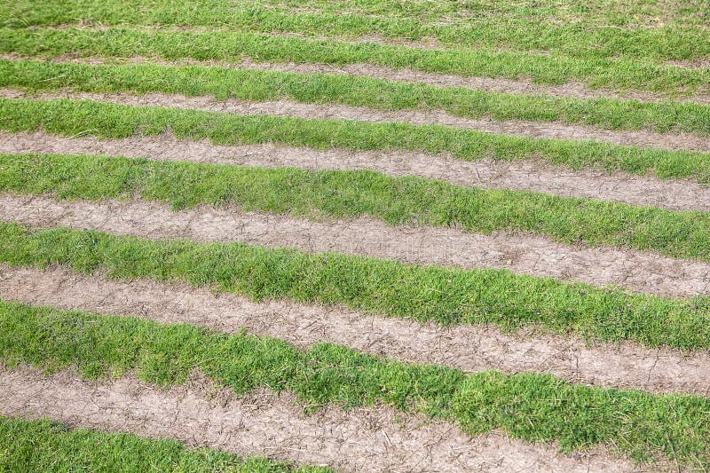 Striped grass growing stock image. Image of lawn, pattern - 89884197