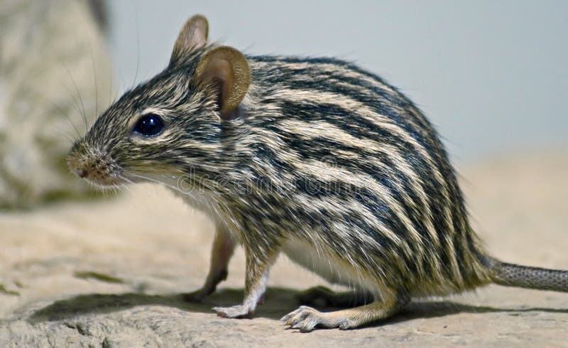 Striped grass mouse 2 stock photo. Image of africa, portrait - 21135594