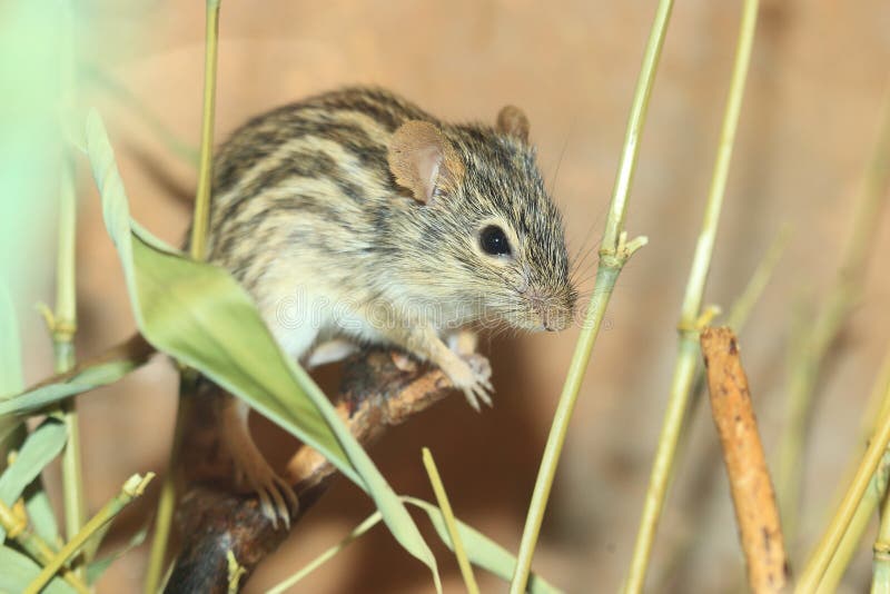 Striped grass mouse stock photo. Image of barbarus, lemniscomys - 112963608