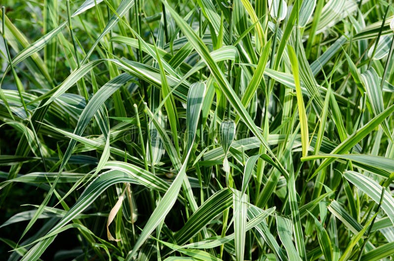 Striped grass stock image. Image of white, decorative - 90415821
