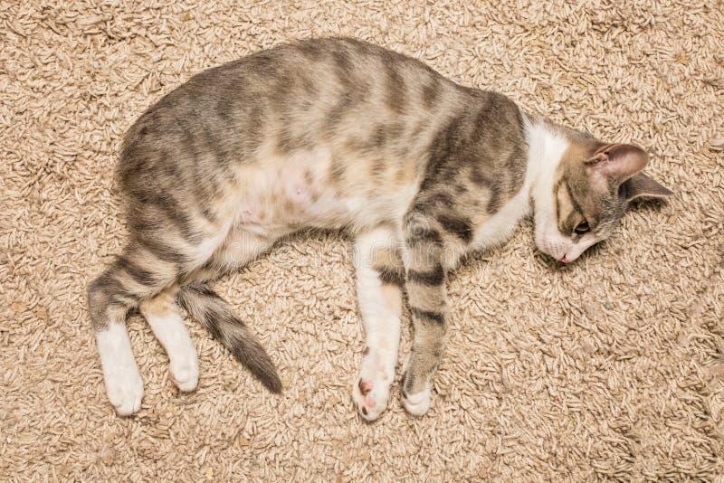 Striped Grey, Brown and White Color Cat Pet Lying on the Floor Stock ...