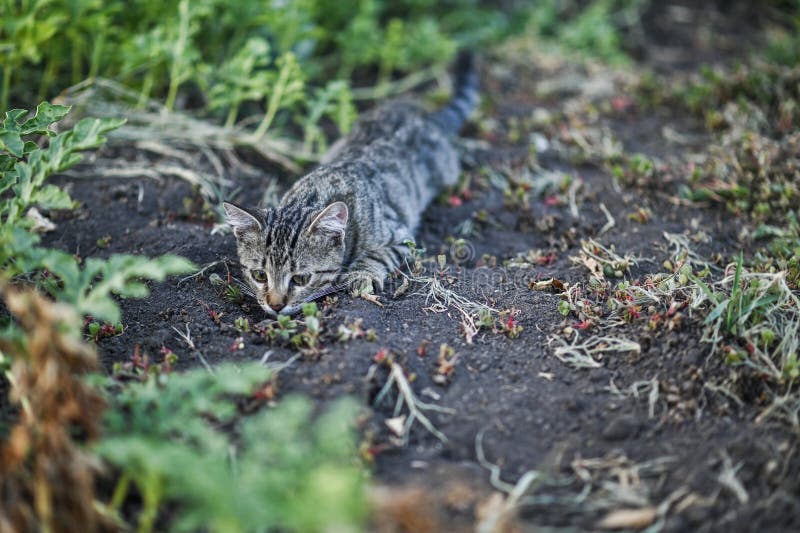 A Striped Grey Kitten is Playing Outside Stock Image - Image of eyes ...