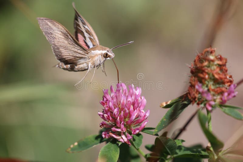 Striped Hawk-moth Hovering Over a Pink Red Flower of a Red Clover Stock ...