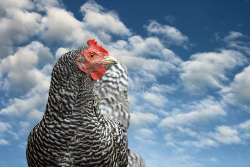 Striped Hen Blue Sky Scenic Stock Image - Image of feathered, blue ...
