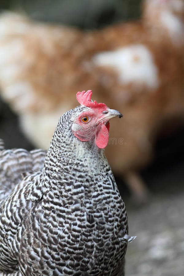 Striped hen portrait stock photo. Image of candid, outdoor - 33415260
