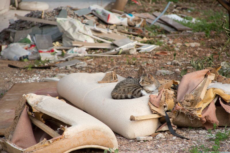 Striped Homeless Cat on Dump Stock Image - Image of garbage, wildcat ...