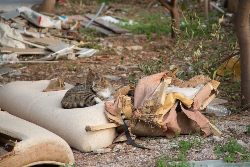 Striped Homeless Cat on Dump Stock Photo - Image of lying, sidewalk ...