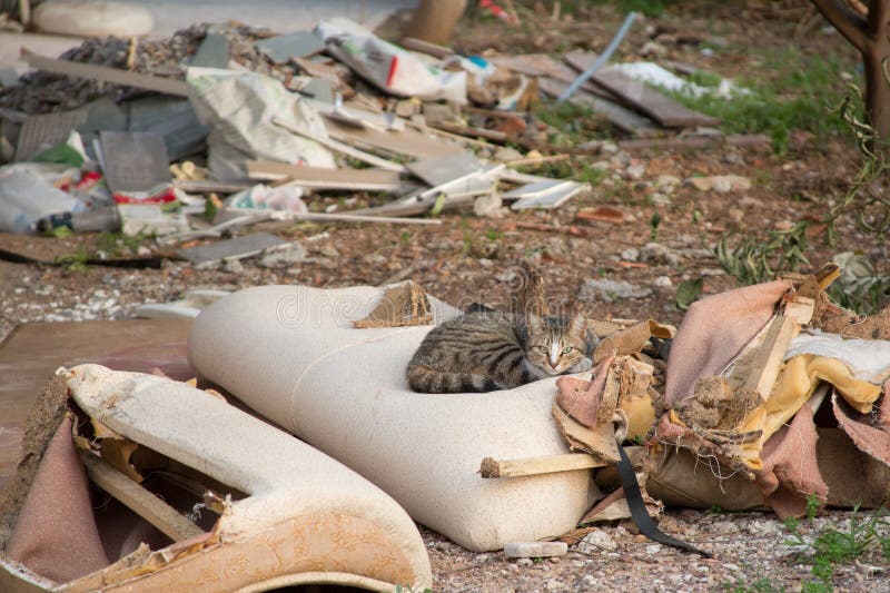 Striped Homeless Cat on Dump Stock Image - Image of wildcat, lying ...