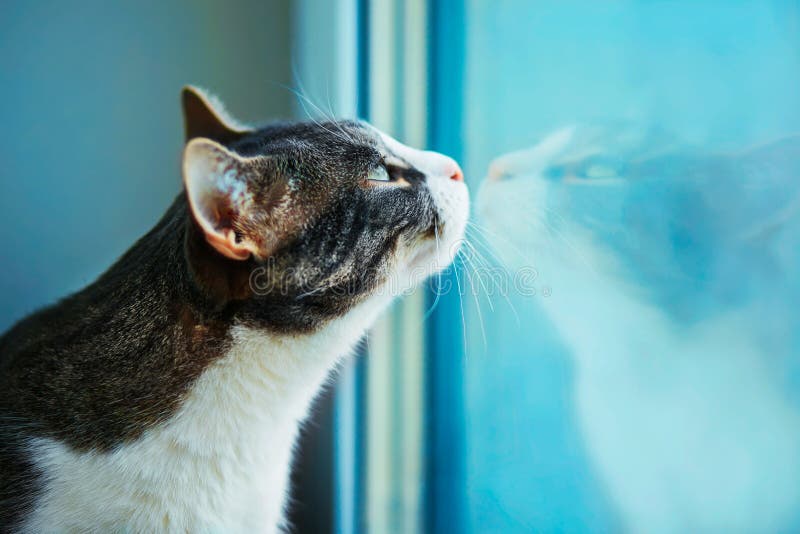 A Striped House Cat Studies Its Reflection in the Transparent Glass of ...