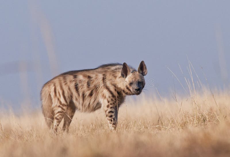 Striped hyena stock image. Image of gujarat, carnivor - 29591235