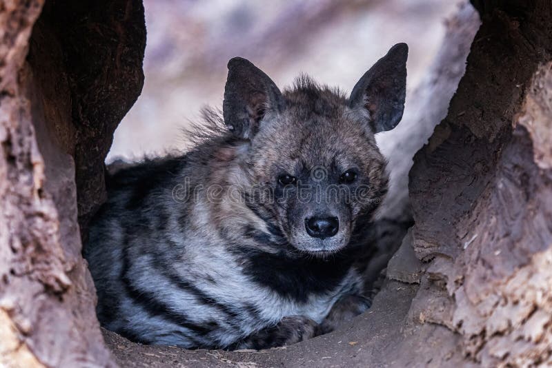 Striped Hyena in the Hollow of a Tree Stock Image - Image of hyena ...