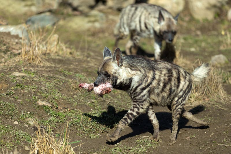 Striped Hyena (Hyaena Hyaena) Stock Image - Image of middle, india ...