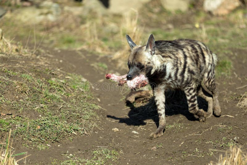 Striped Hyena (Hyaena Hyaena) Stock Image - Image of creature ...