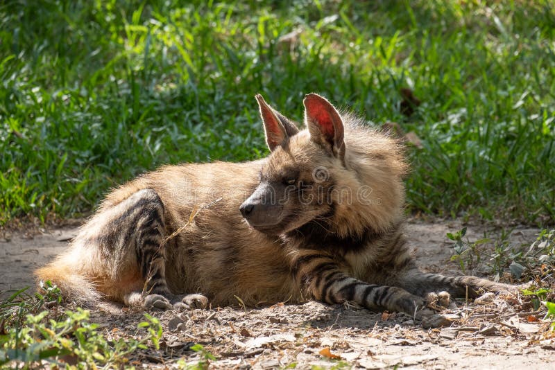 Striped hyena stock photo. Image of furry, forest, carnivore - 164149790