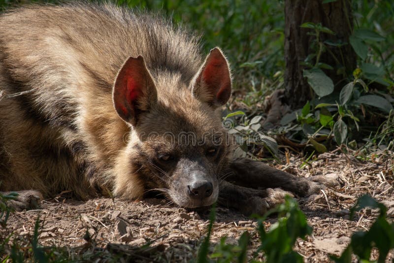 Striped hyena stock photo. Image of scavenger, furry - 164149816